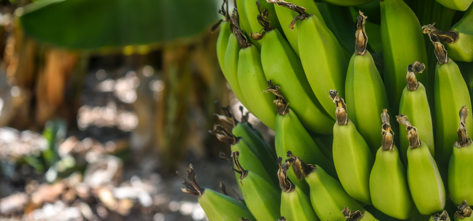 The Rise and Fall of Bananas | Education & Experiments |Science Meets Food