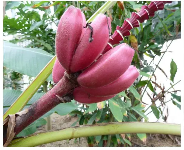 The Rise and Fall of Bananas | Education & Experiments |Science Meets Food